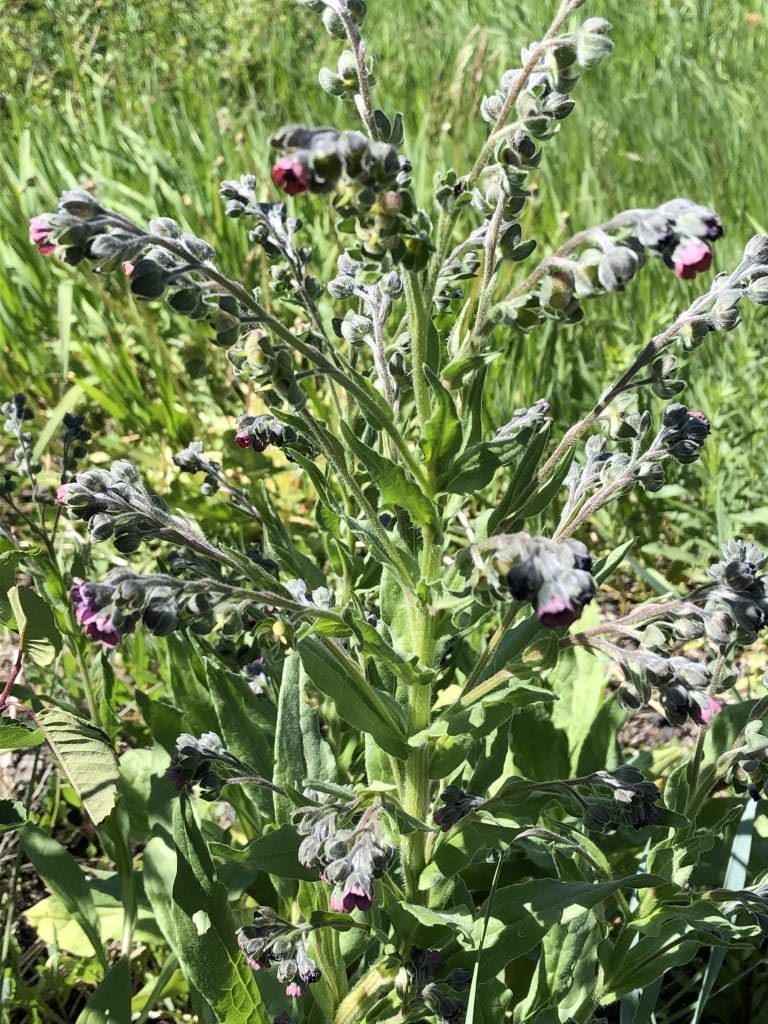 Master Gardener: Identify and eradicate noxious weeds | SteamboatToday.com